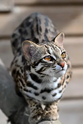 Leopard cat - Tilgate Zoo